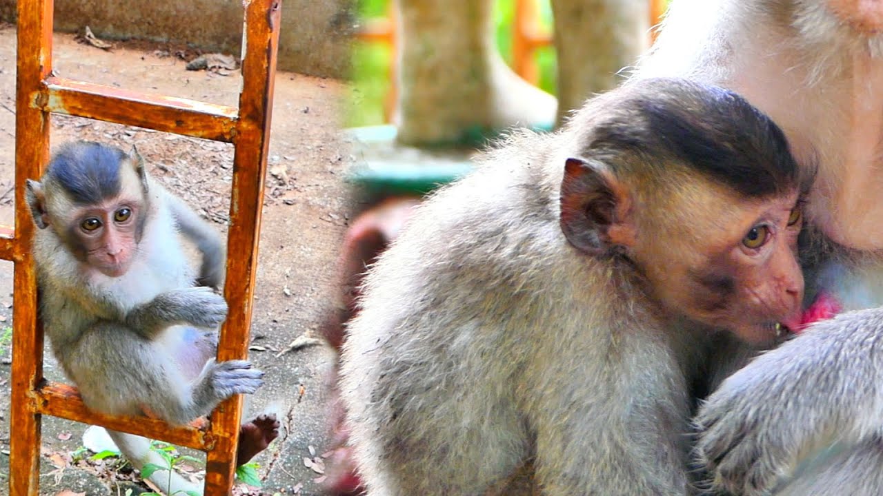 Cutest baby monkey EMILO...his face like sister Emily 70%. - YouTube