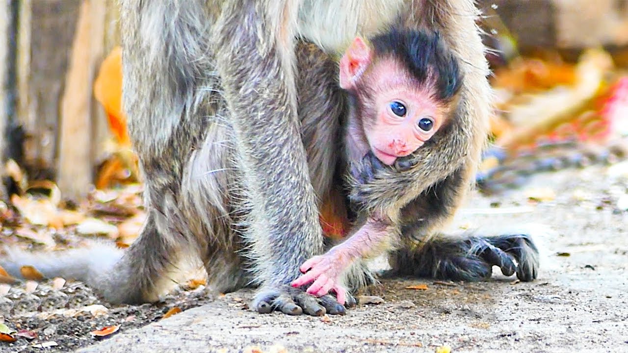 Even if not enough milk...!! Skinny baby Lily really wishes to crawl ...
