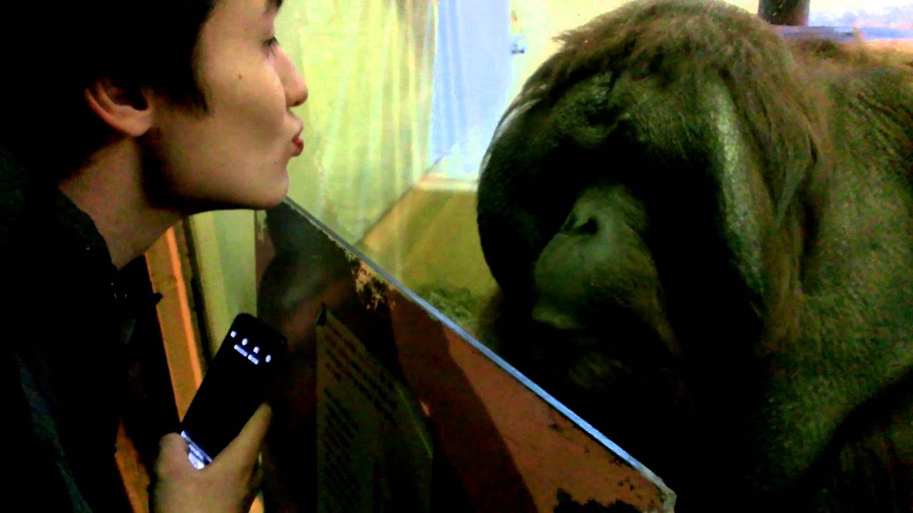 Ape kiss - YouTube