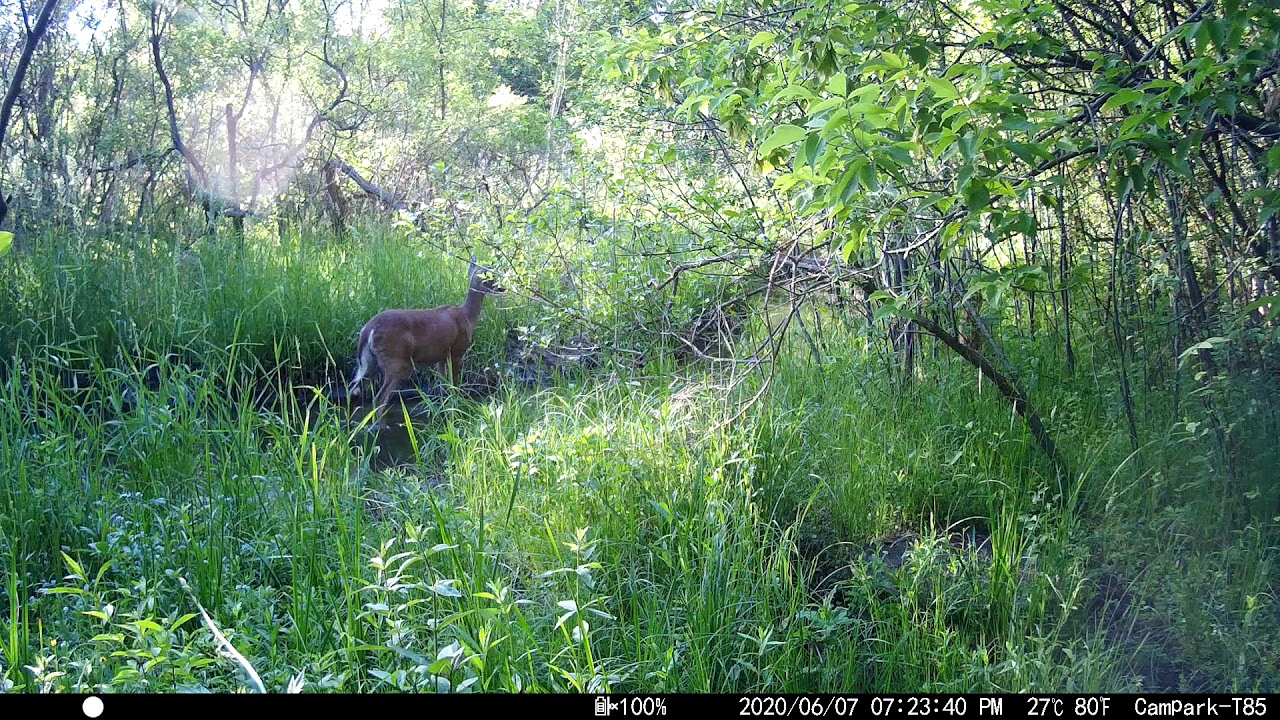 Funny running baby deer - YouTube