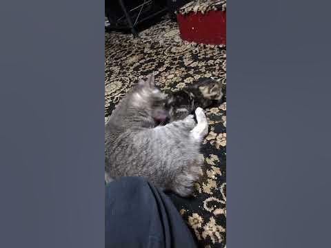 Cat...2 - YouTube