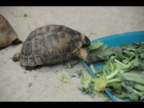Turtle at the Bronx Zoo - YouTube