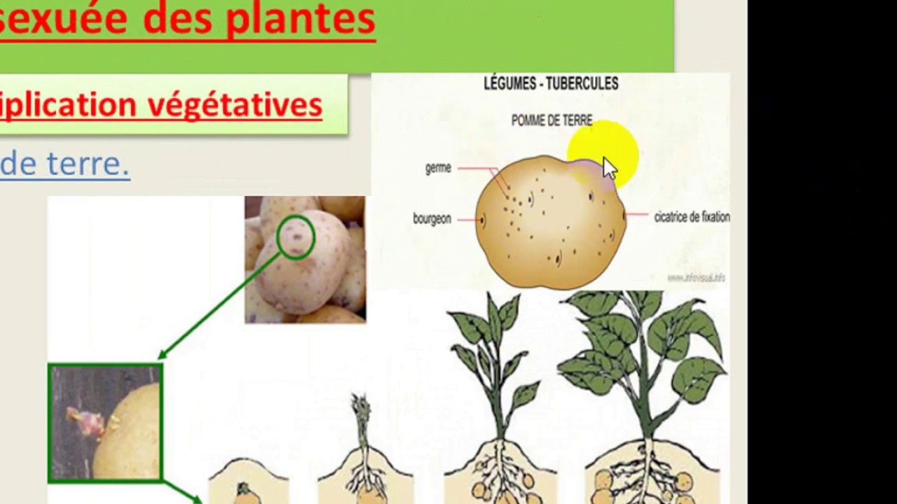 Reproduction asexuée des plantes: multiplication végétative. - YouTube