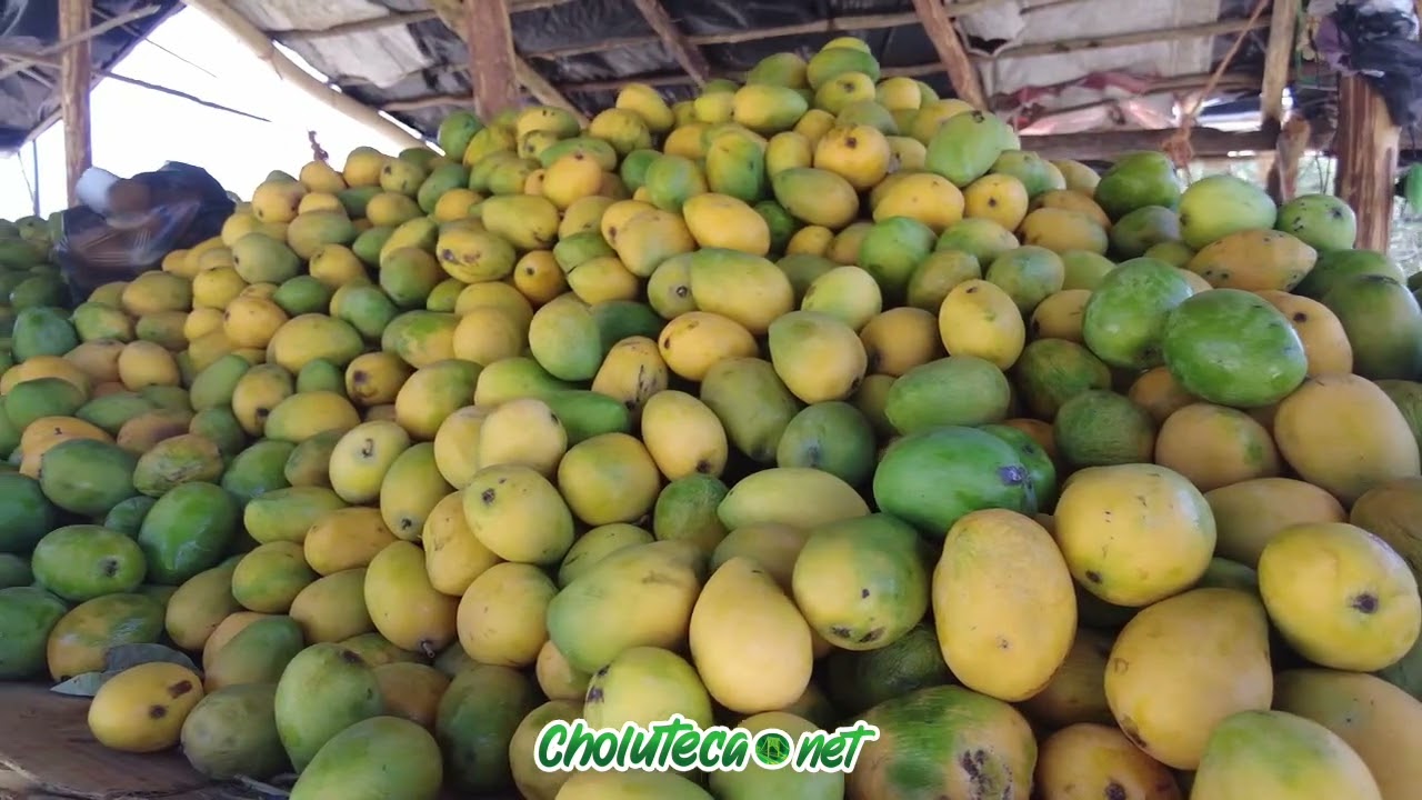 El mango pespire es una fruta tan deliciosa que los hondureños aman ...