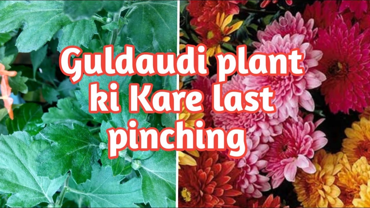 Guldaudi /Chrysanthemum plant ki last pinching kab kare || How to get ...