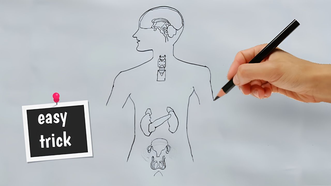 How to draw endocrine glands easily | how to draw endocrine system ...