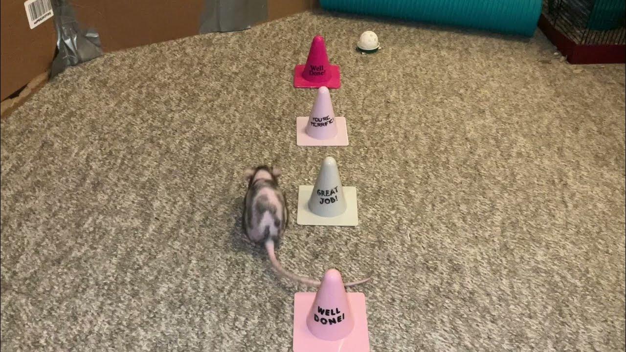 My pet rat Raisin practicing a new trick combo of weaves + fetch! - YouTube