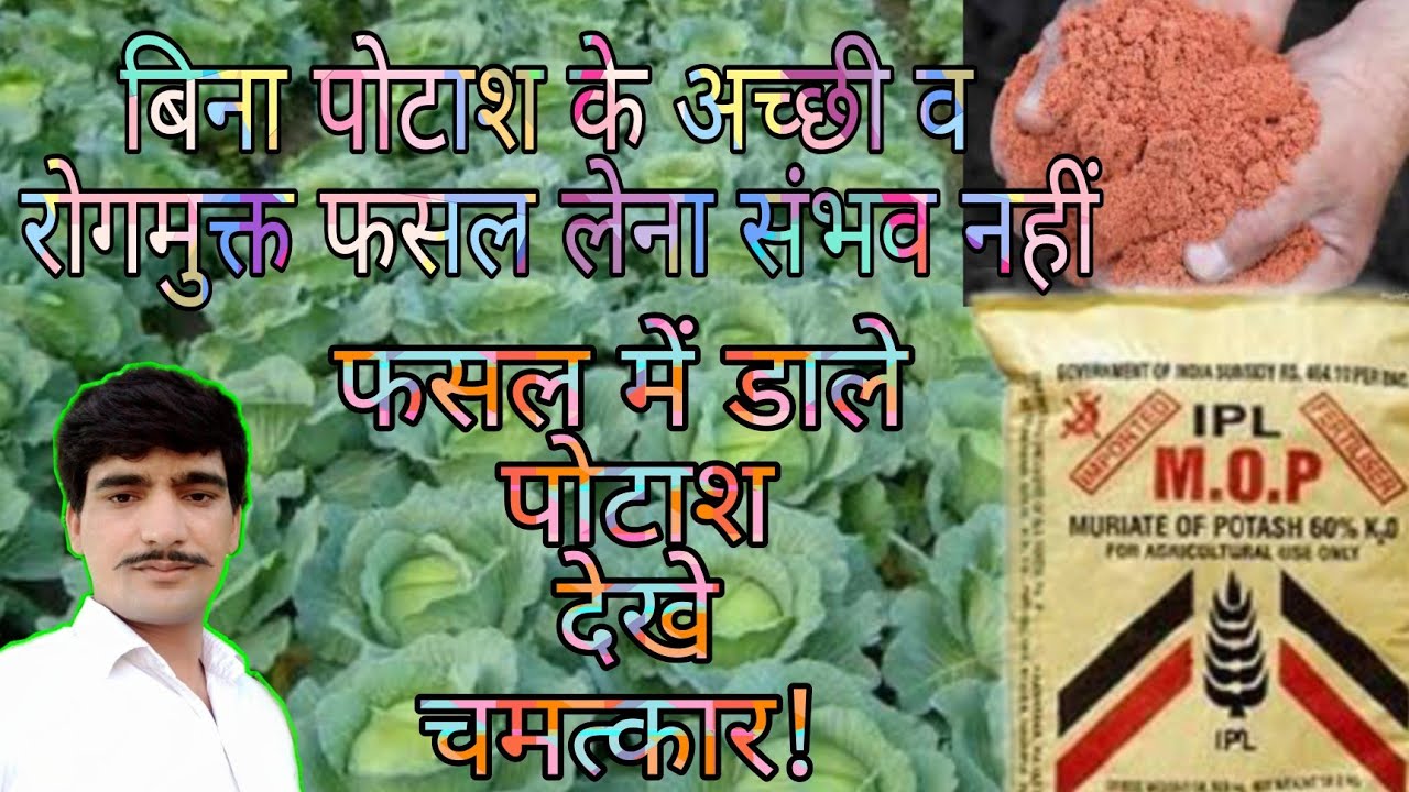 potash kaise banate hain/potash fertilizer/potash khad ke fayde/potash ...
