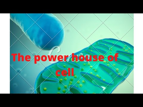 The power house of cell: mitochondria - YouTube