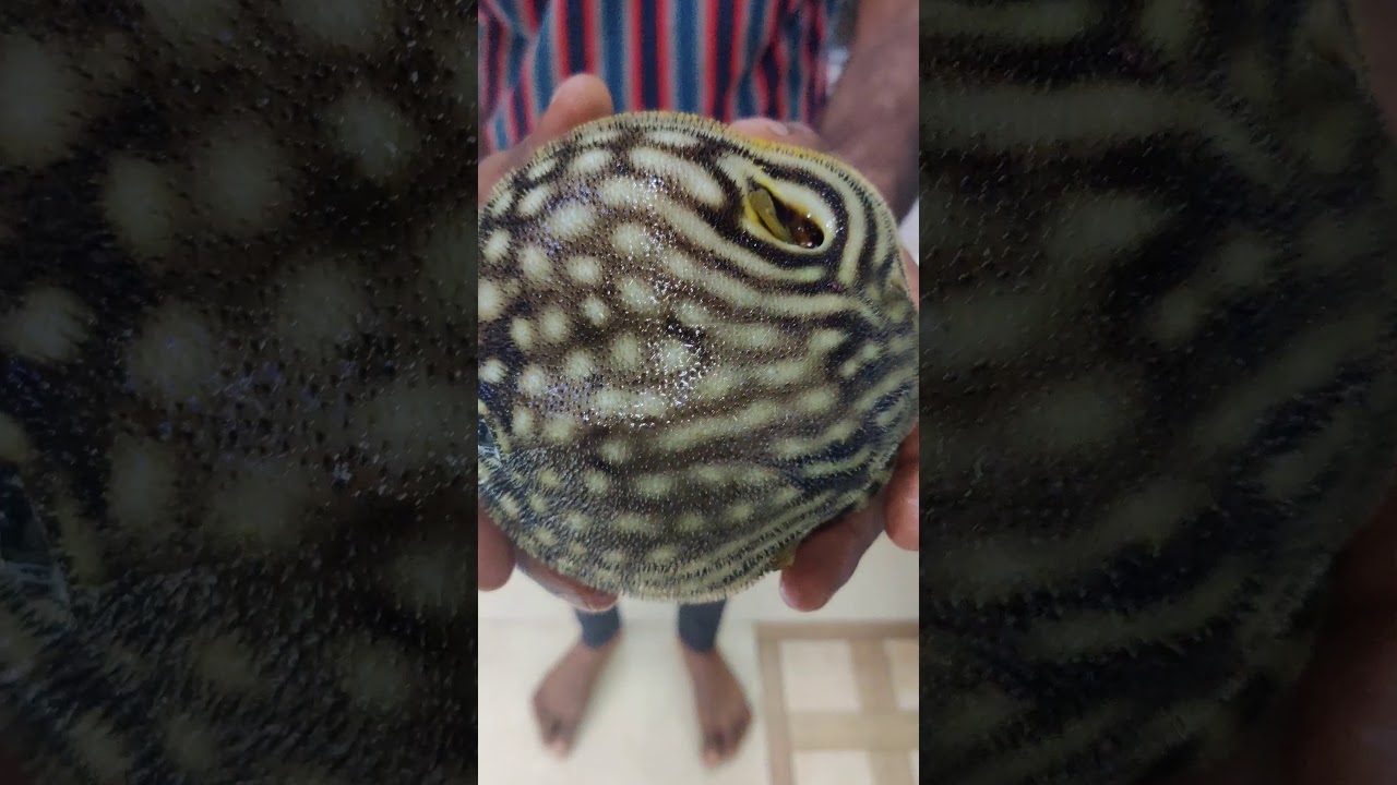 PUFFER FISH - YouTube