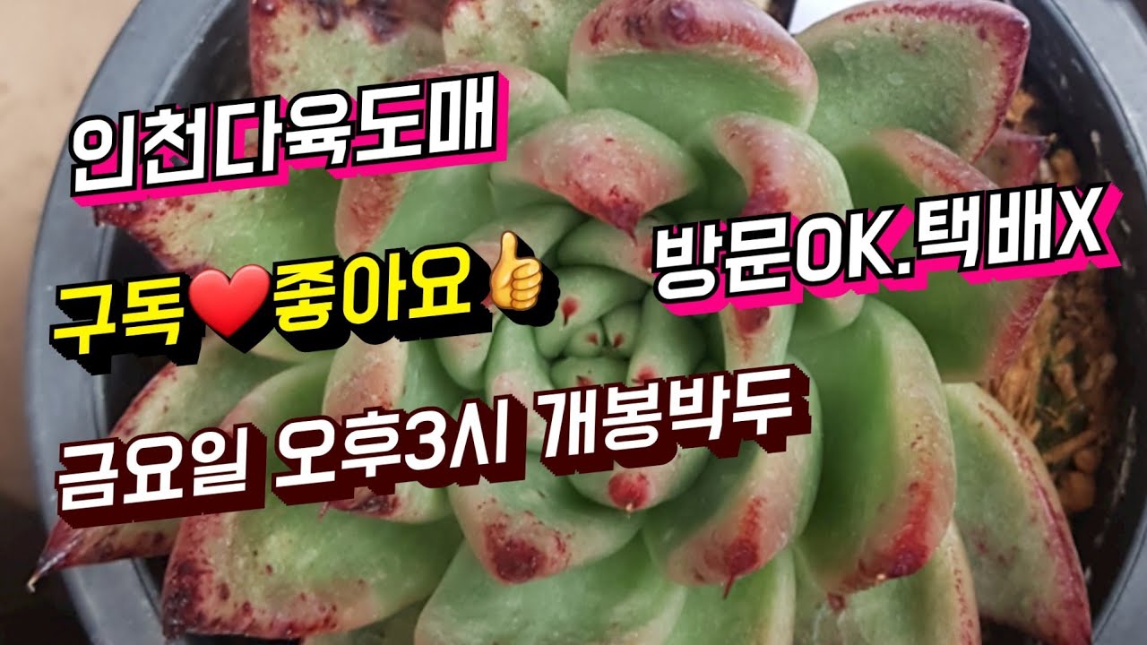 인천다육 내일 오후3시 신상다육 입고 노숙다육세일인천다육도매다육이싼집다육세일화분세일다육이름다육가격다육키우는법