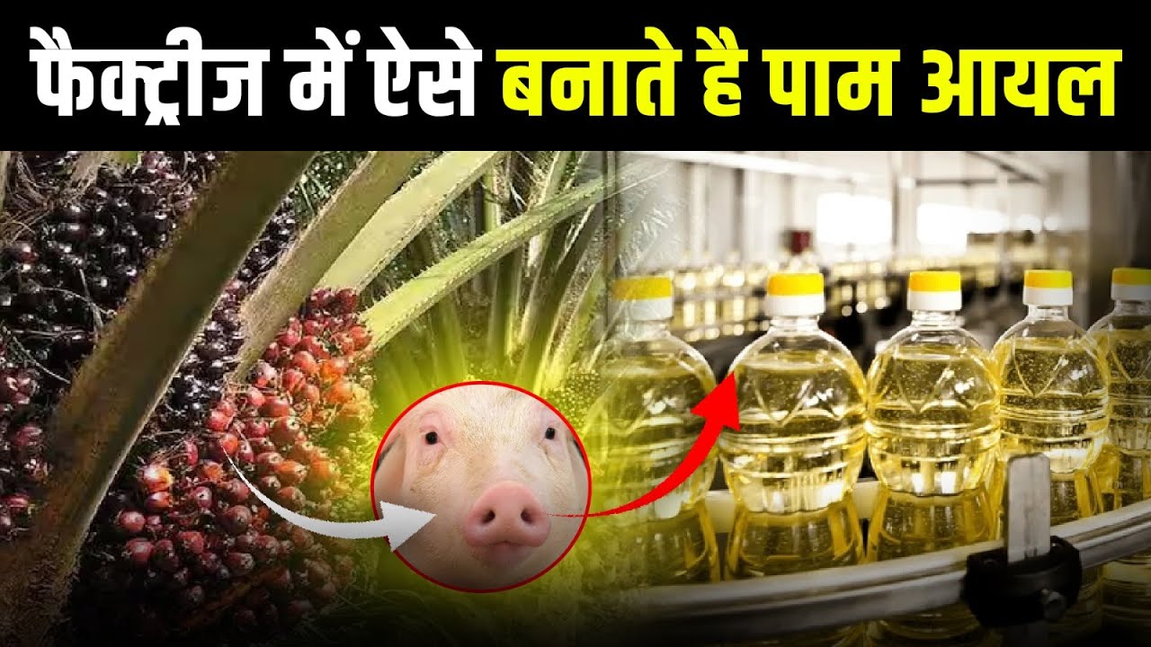 Factory में कैसे बनता है Palm Oil | Factory Mei Kaise Banta Hai Palm ...
