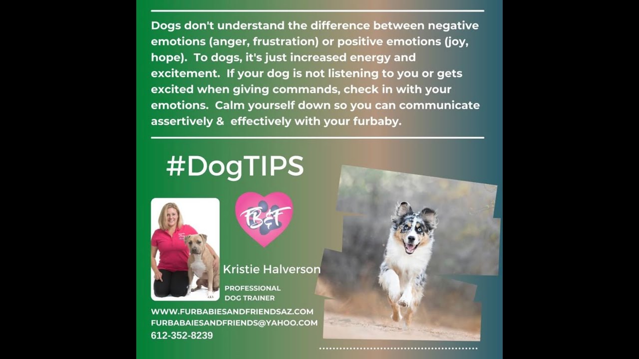 Humanization Rule 3 - Dogs See Positive and Negative Human Emotions As ...