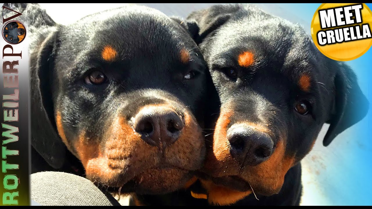 Funny Rottweiler Video - Try not to laugh! - YouTube