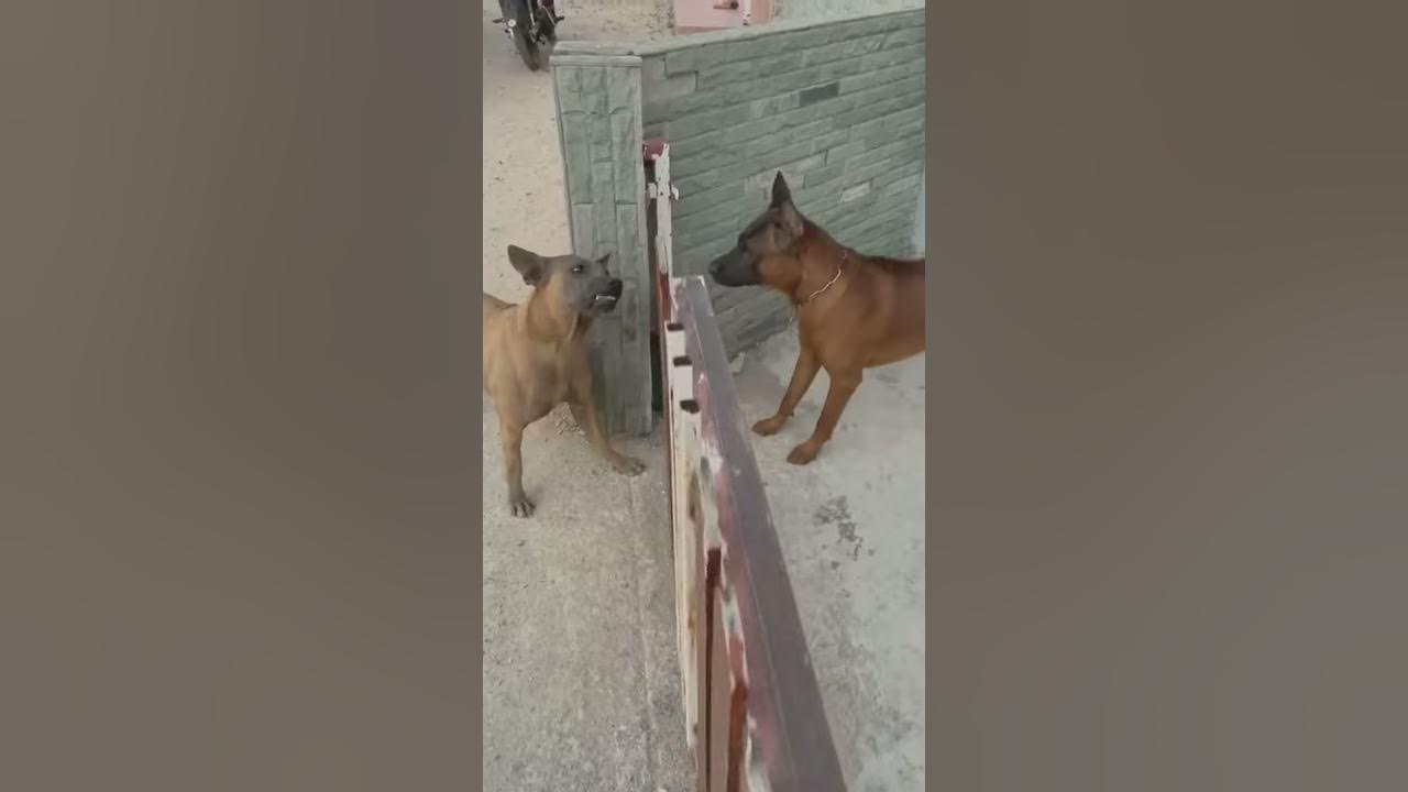 Xạo chó là đây - YouTube