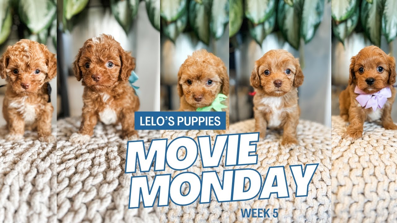 Lelo's cavapoos 5 weeks old - YouTube