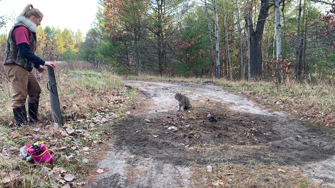 Releasing a Yearling Bobcat with Rear Foot Catch using a humane ...