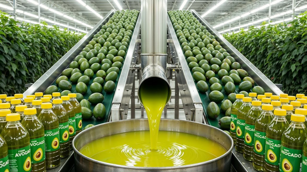 Inside a Factory Fresh Avocados Factory: How Avocado Oil Is Made (Full ...