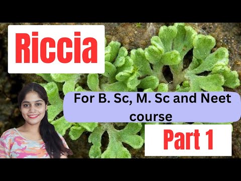 Riccia |Liverwort |Bryophytes | Vegetative Structure #biology #neet # ...