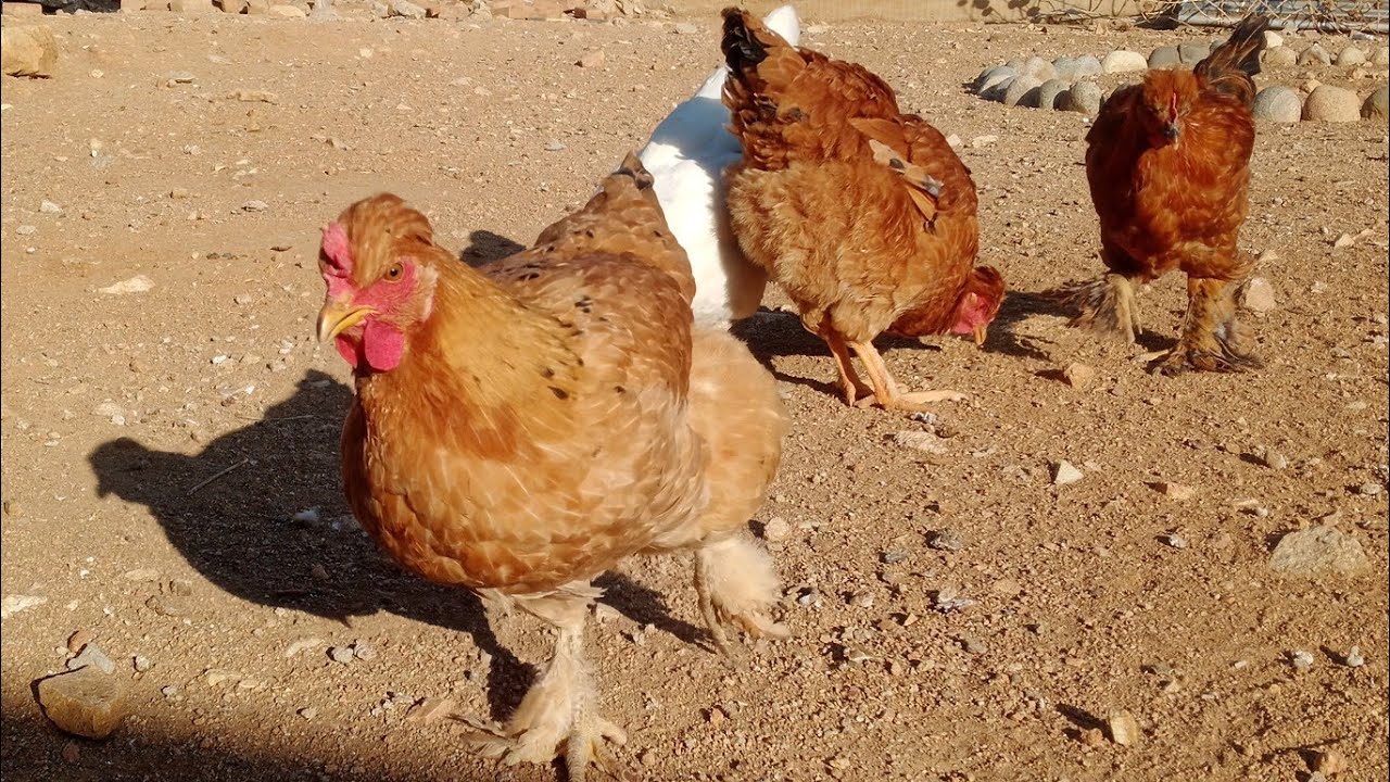 Donde Venden Gallinas Vivas Cerca De Mi
