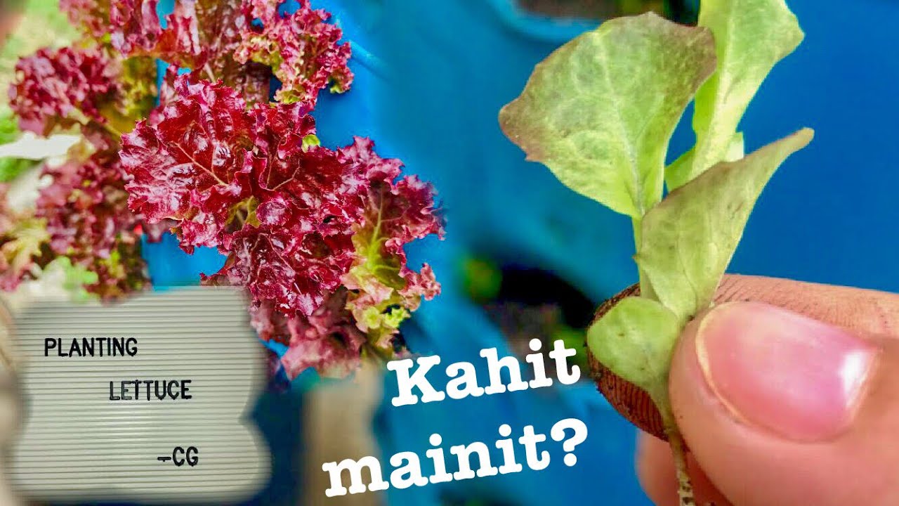 Paano Magtanim ng Lettuce sa Paso: How to Plant Lettuce in a Container ...