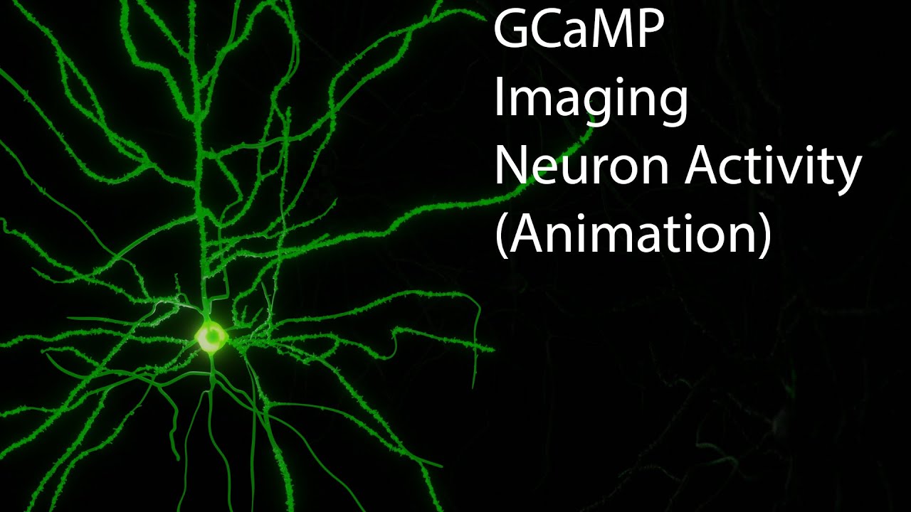 GCaMP Neuron (Animation) - YouTube