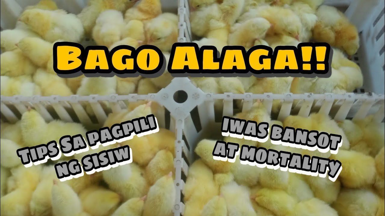 tips sa pagpili ng sisiw para iwas bansot #chickenbroiler - YouTube