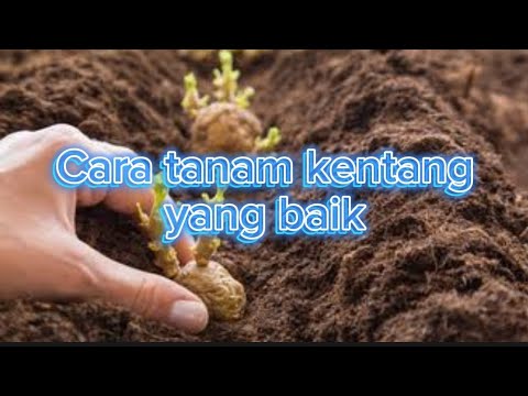 Tutorial tanam kentang|cepat, tepat mudah, hasil melimpah - YouTube