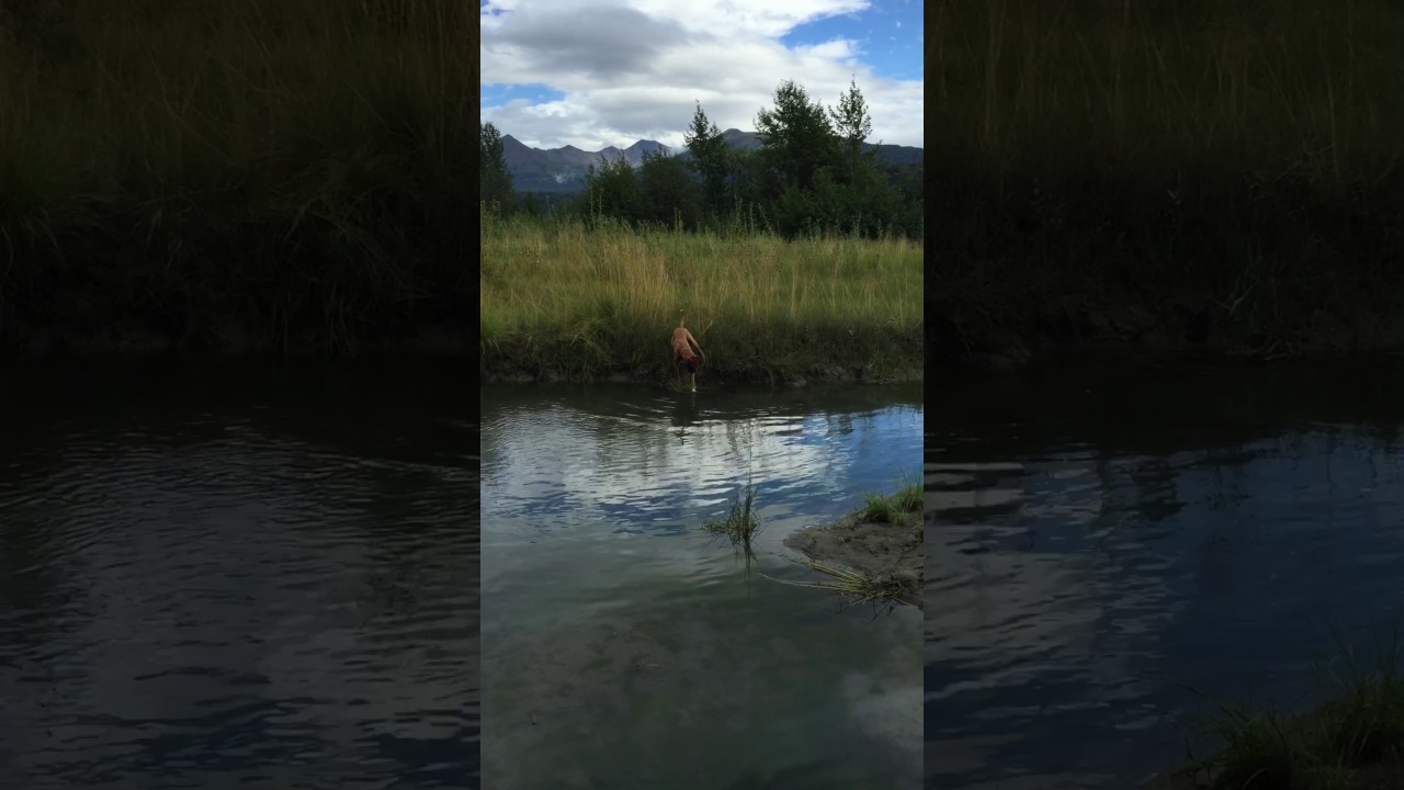 Camping in willow. Preston hates water - YouTube