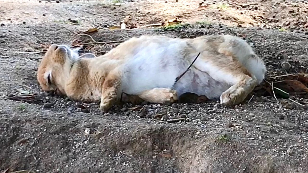 Bunny Flops | Rabbit lying down and showing its belly - YouTube