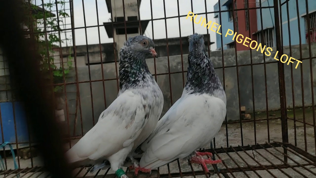 Chuithal Spring kobutor - YouTube