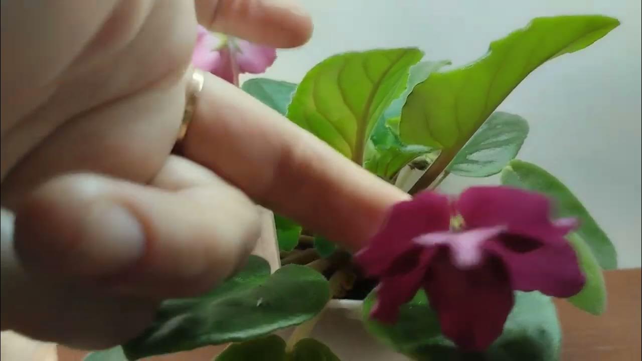 фиалки АВ Сердце матери, SV Лили Нуаж, ЕК Бой быков. - YouTube