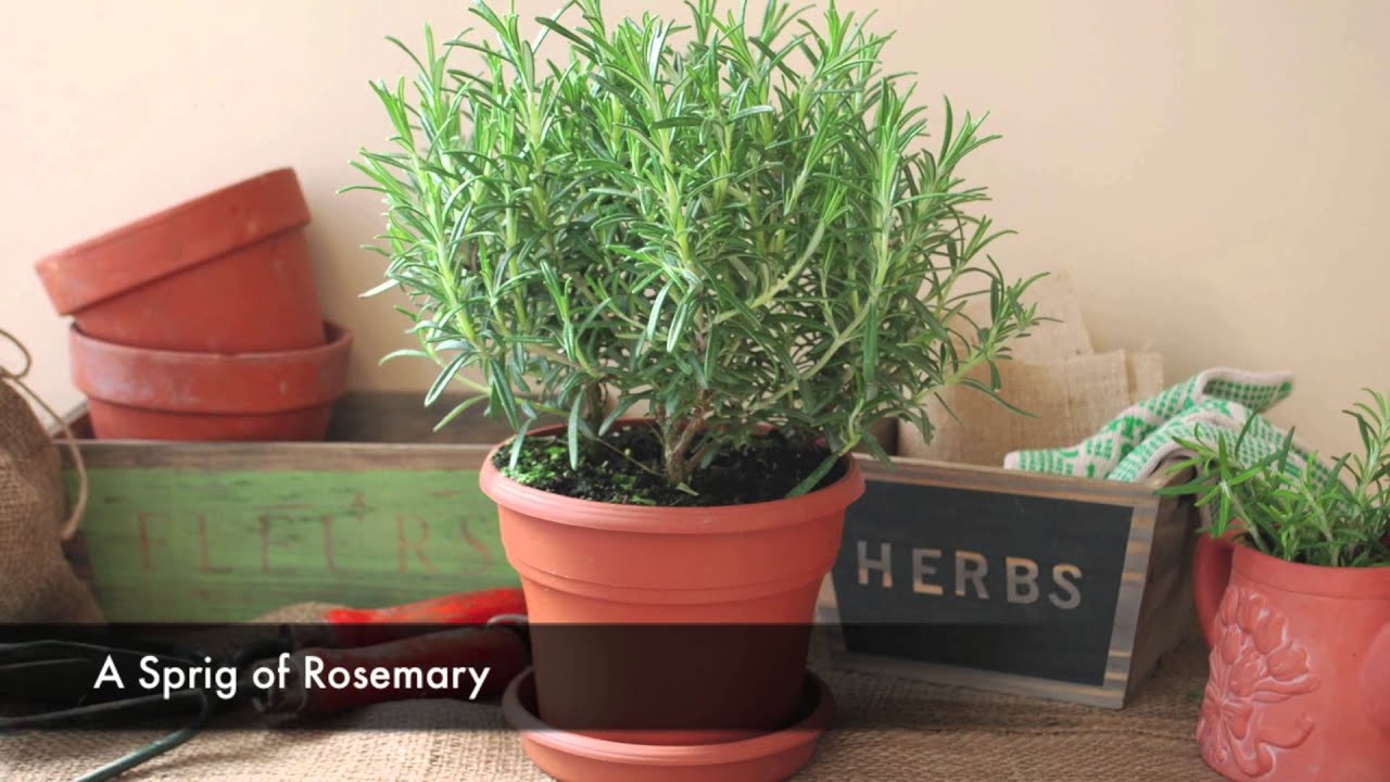 Garden of Herbs from Kurt Weiss Greenhouses - YouTube