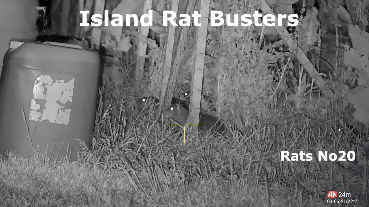 Rats No20 - YouTube
