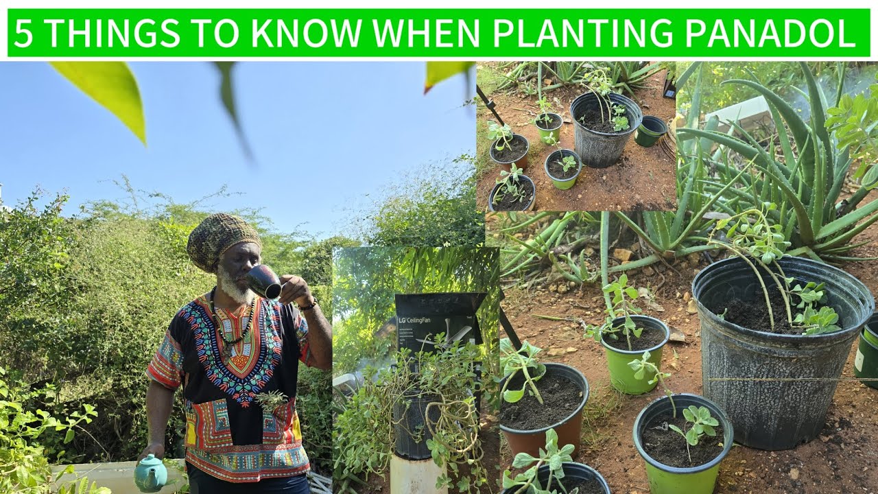 THINGS TO KNOW WHEN PLANTING PANADOL x NOT SUNDAY MATINEE HERBALAWES ...