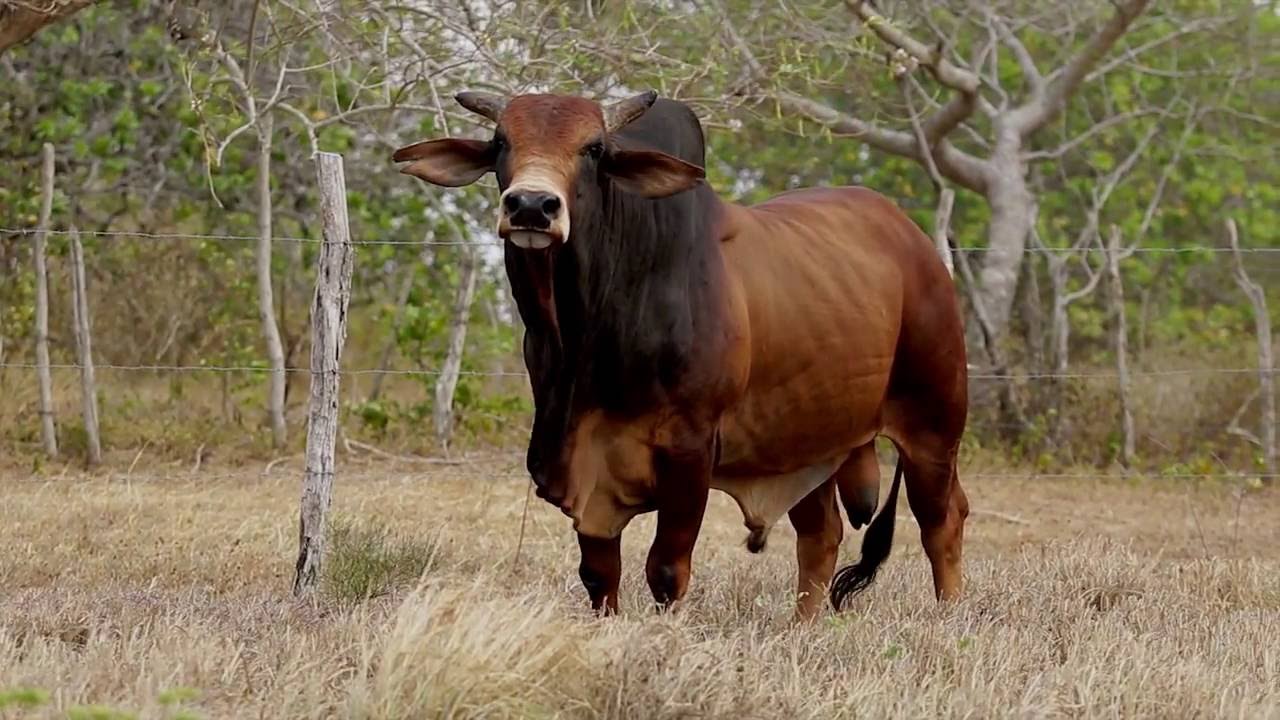 XIQUE XIQUE D BAHIA RED SINDHI - YouTube