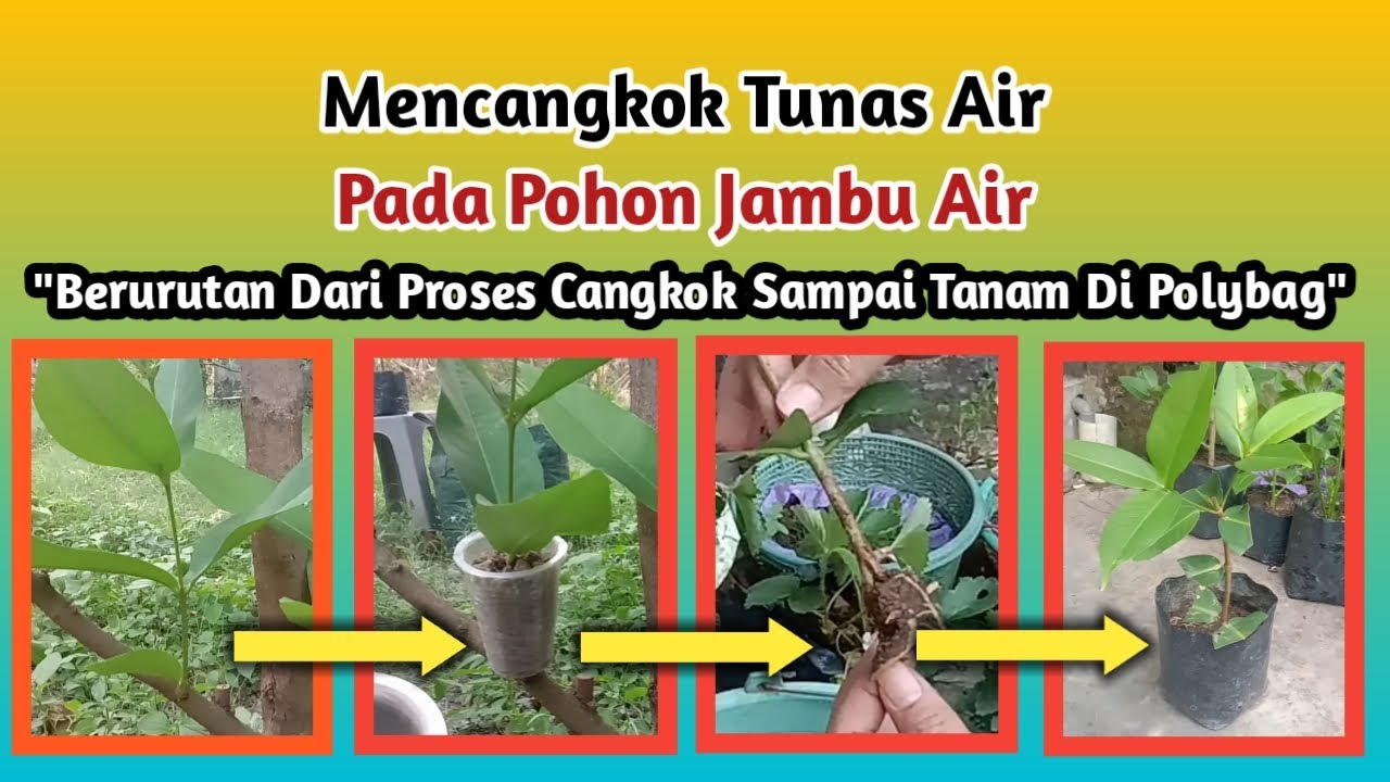 Cara Cangkok Jambu Air Pada Tunas Airnya, Tutorial Cangkok Jambu Air ...