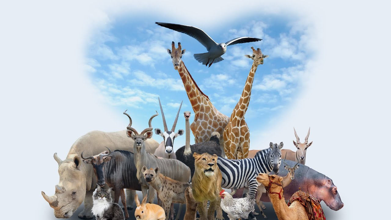 Exploring Most Popular Animals On Google Search !! - YouTube
