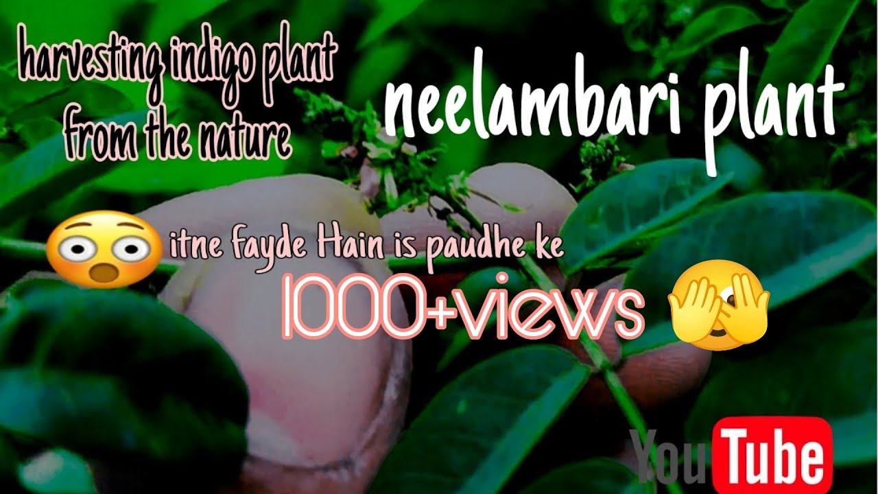 harvesting neelambari ( Indigo) plant from our nature in jungle medical ...