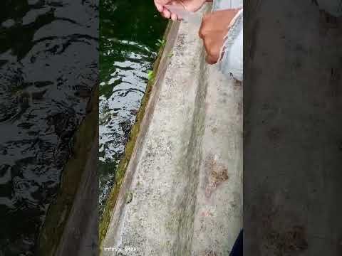 penampakan bulus raksasa respect - YouTube