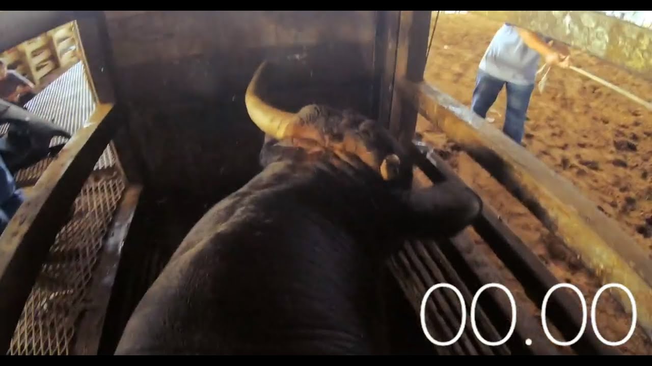 RIDING A MASSIVE BULL//BUCKET LIST BLOWOUT - YouTube