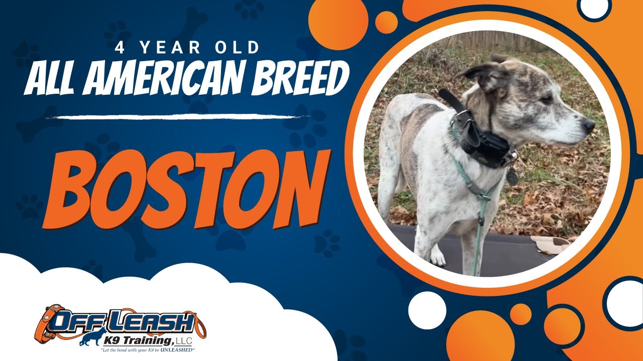 All American Breed, 4 Years Old, Boston | (Best Dog Trainers Northern ...
