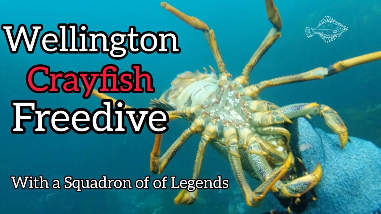 Big Crayfish In Wellington [with a Squadron of Legends] - YouTube