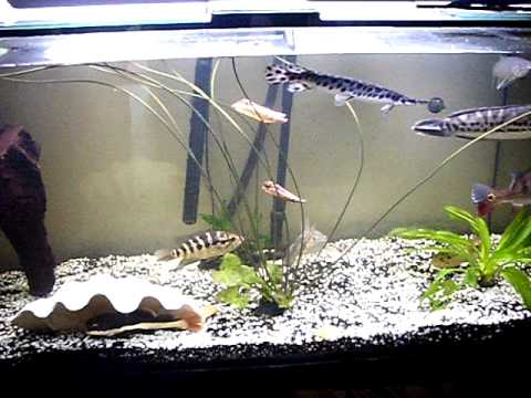 Monster fish tank by Thom (big up 97300-31000).AVI - YouTube