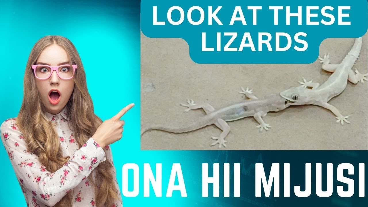 MIJUSI LIZARDS - YouTube