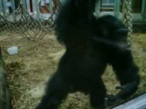 angry chimp - YouTube