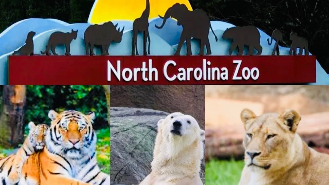 The Wildest Attractions at North Carolina’s Zoo - YouTube