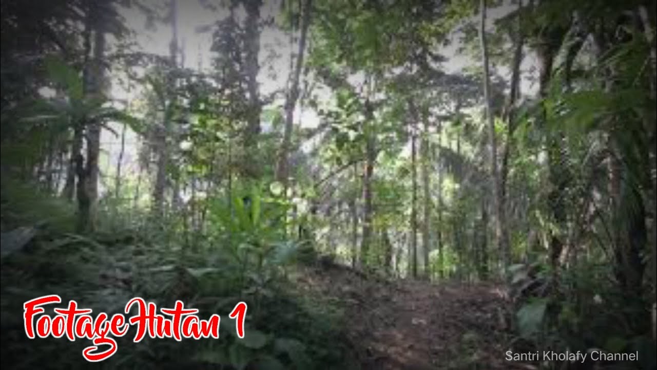 4K 30fps | footage hutan . . . - YouTube