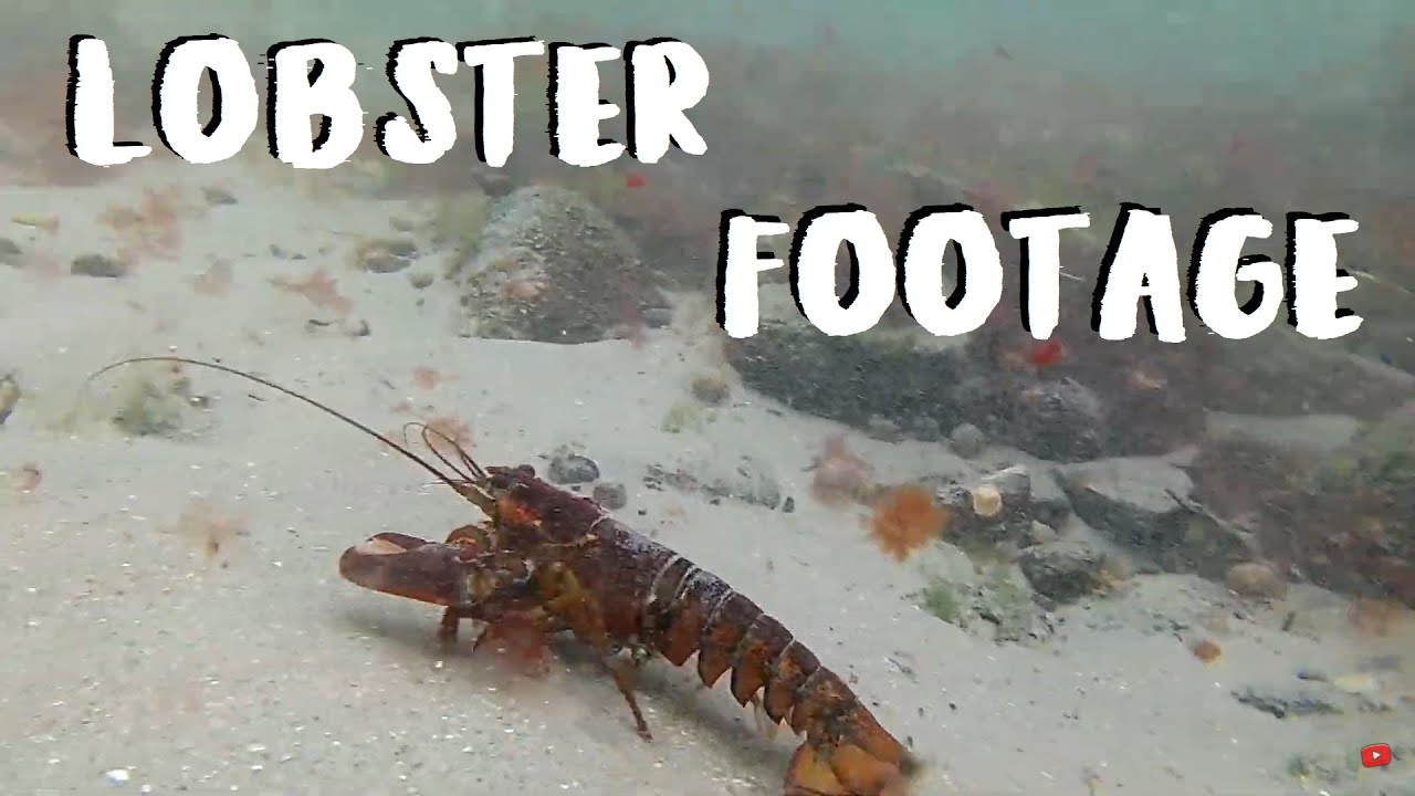 LOBSTER FOOTAGE | Tidal Pools Snorkeling - YouTube