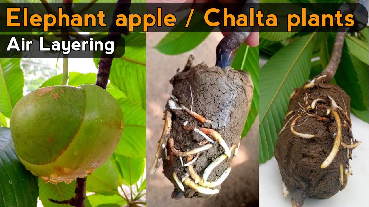 Elephant apple tree air layering | Chalta ped ki kalam - YouTube